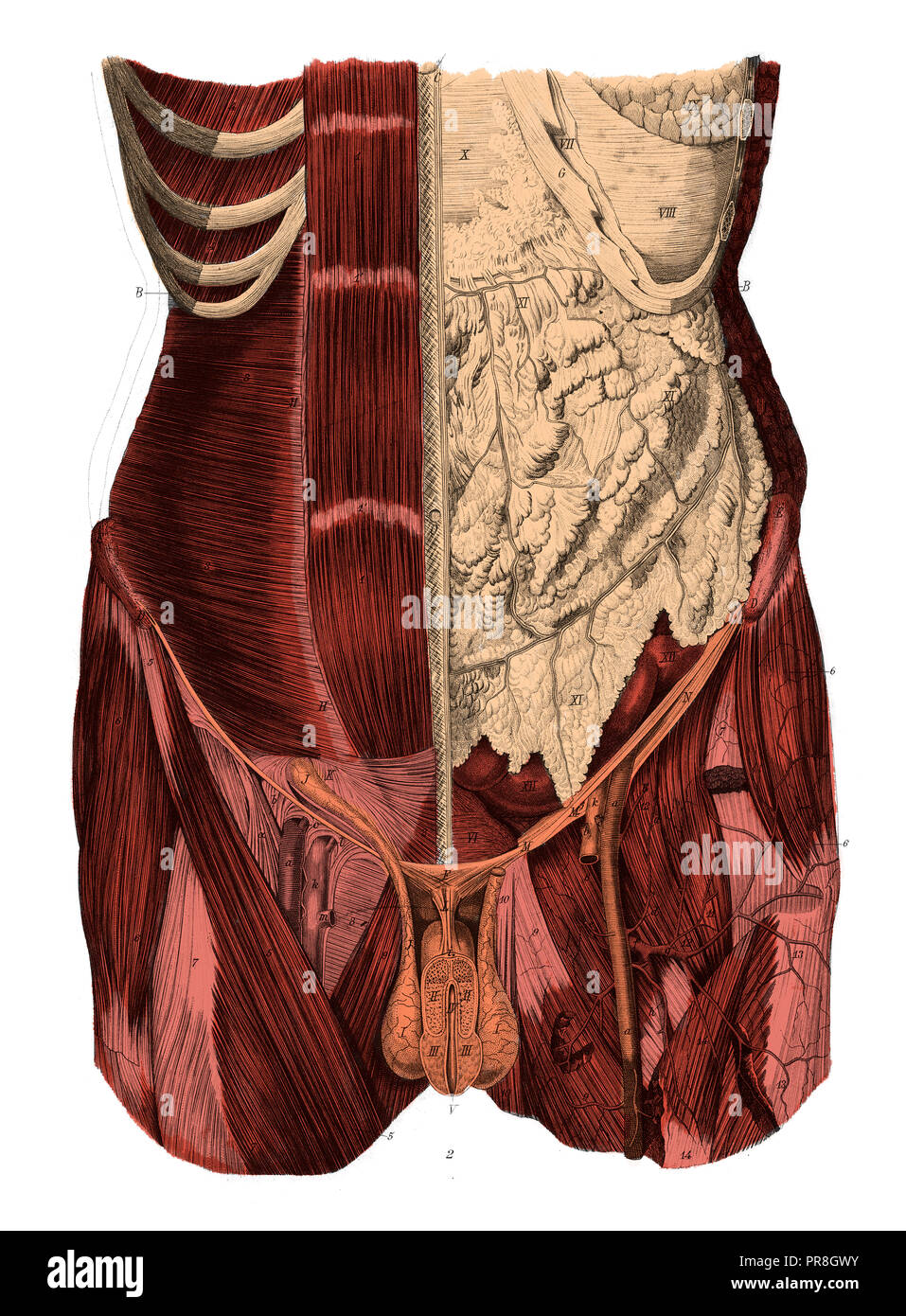 3d abdomen abdominal anatomical hi-res stock photography and images - Alamy