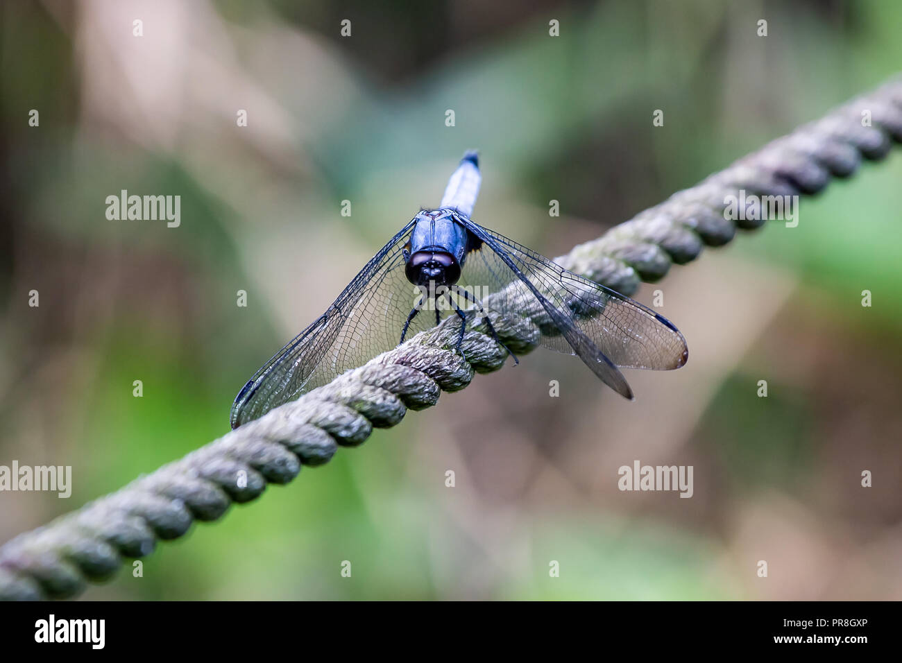 A Japanese blue dragonfly rests on a rope fence along a shallow wetland ...