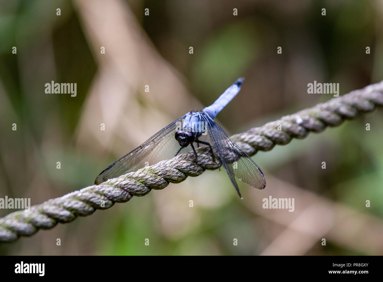 A Japanese blue dragonfly rests on a rope fence along a shallow wetland ...