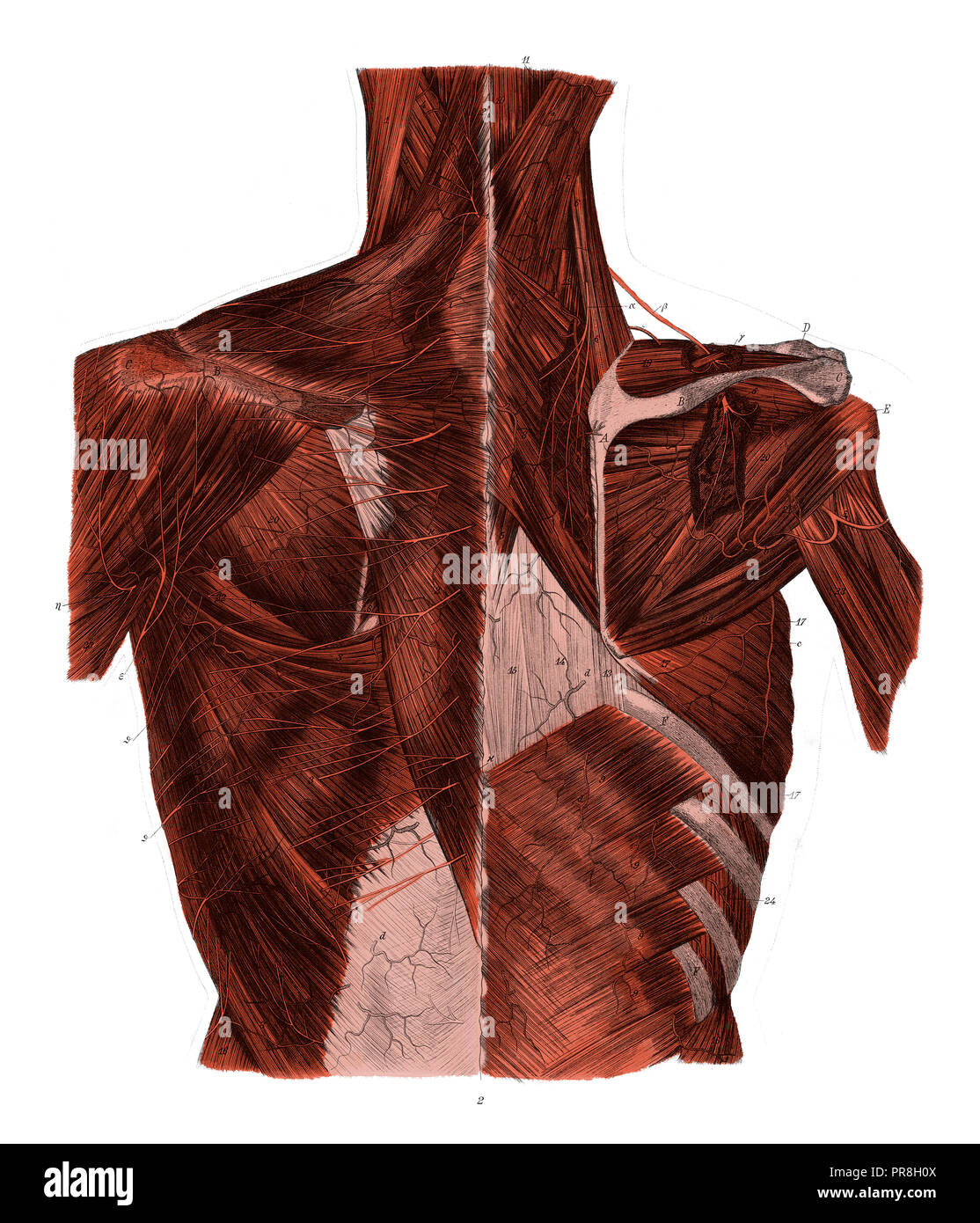 19th century illustration of human thorax, from the rear. Published in ...