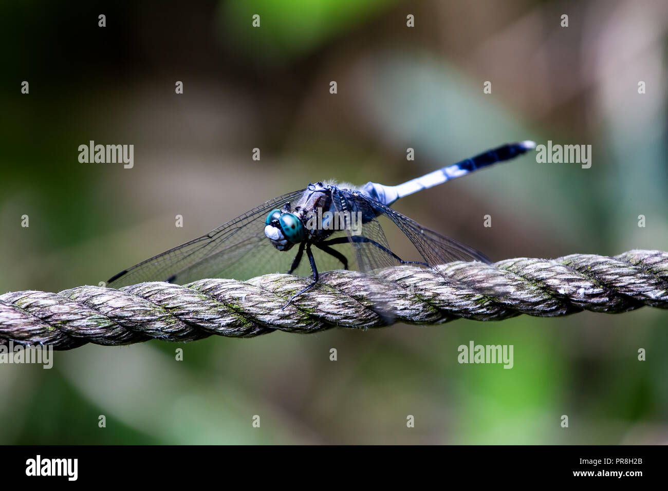 A Japanese blue dragonfly rests on a rope fence along a shallow wetland ...