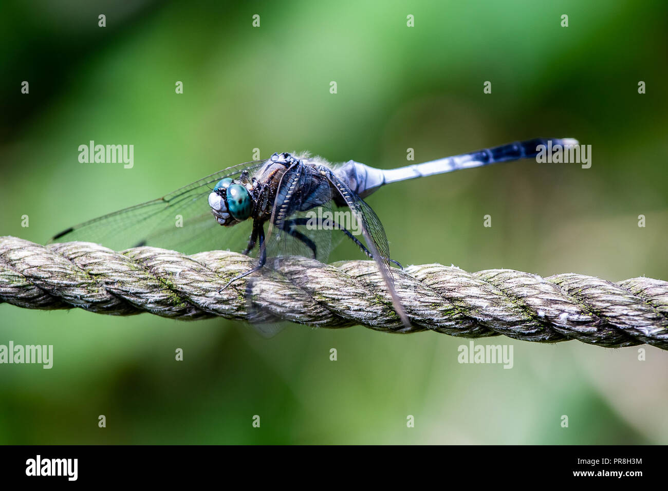 A Japanese blue dragonfly rests on a rope fence along a shallow wetland ...