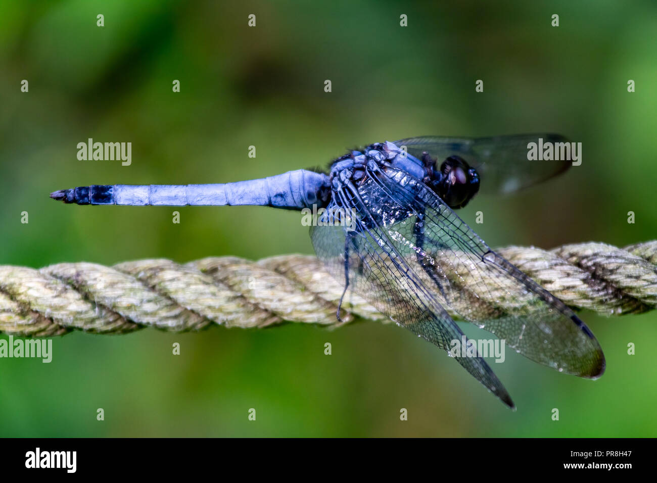 A Japanese blue dragonfly rests on a rope fence along a shallow wetland ...