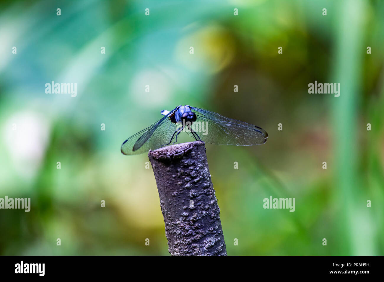 A Japanese blue dragonfly rests on a rope fence along a shallow wetland ...