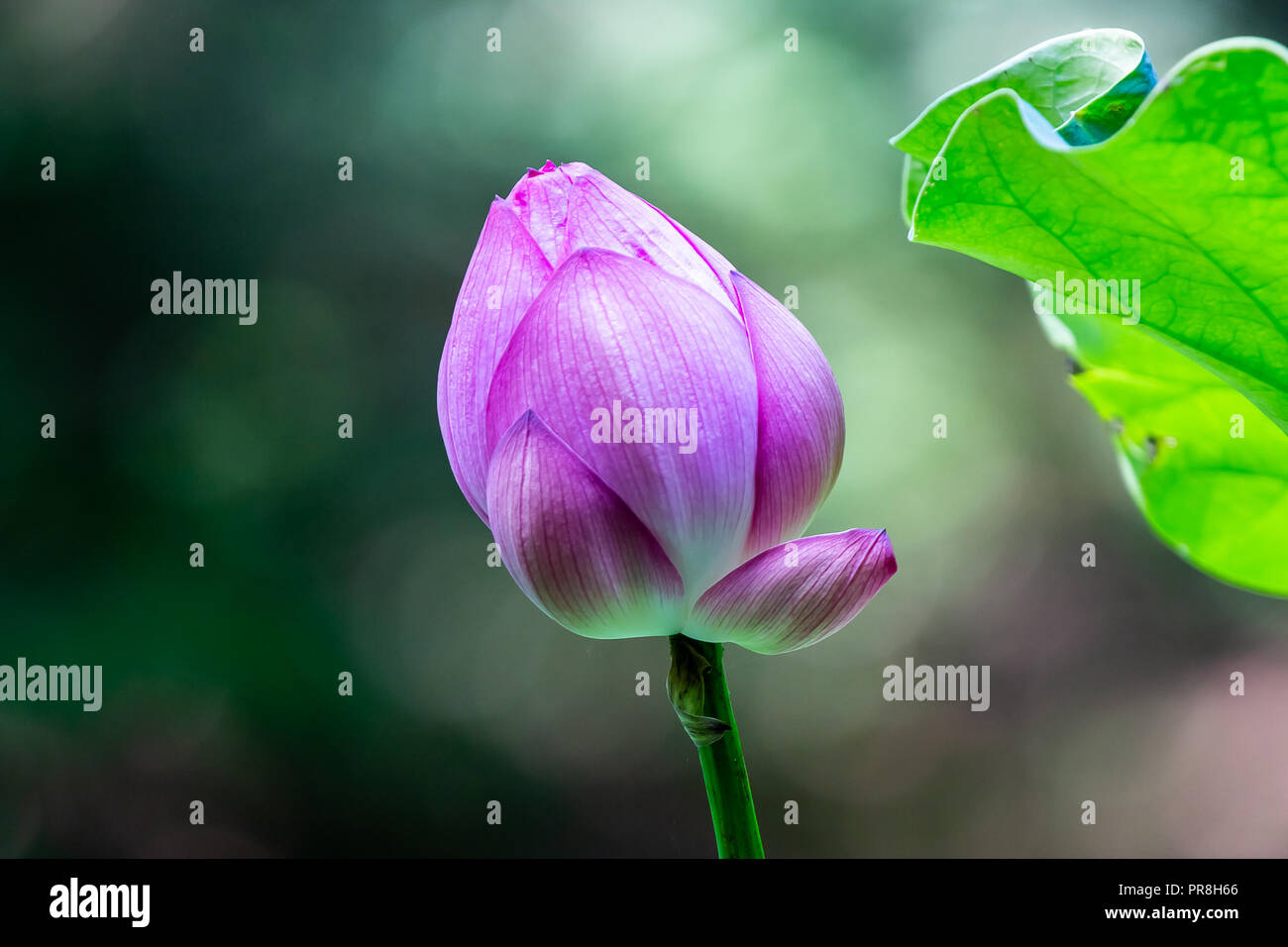 A closeup shot of a large lotus flower waits to open in a small wetland ...