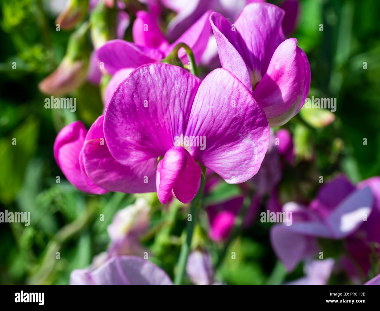 wild large sweet pea flowers bloom along a river in central Kanagawa ...