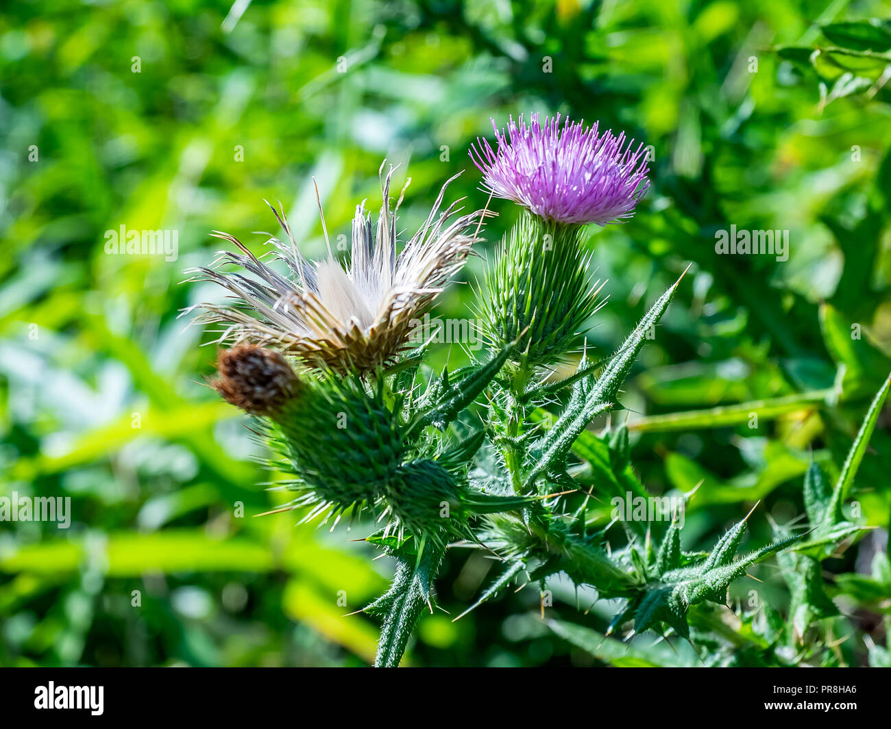 Large thistles bloom along a roadside in central Kanagawa, Japan Stock ...