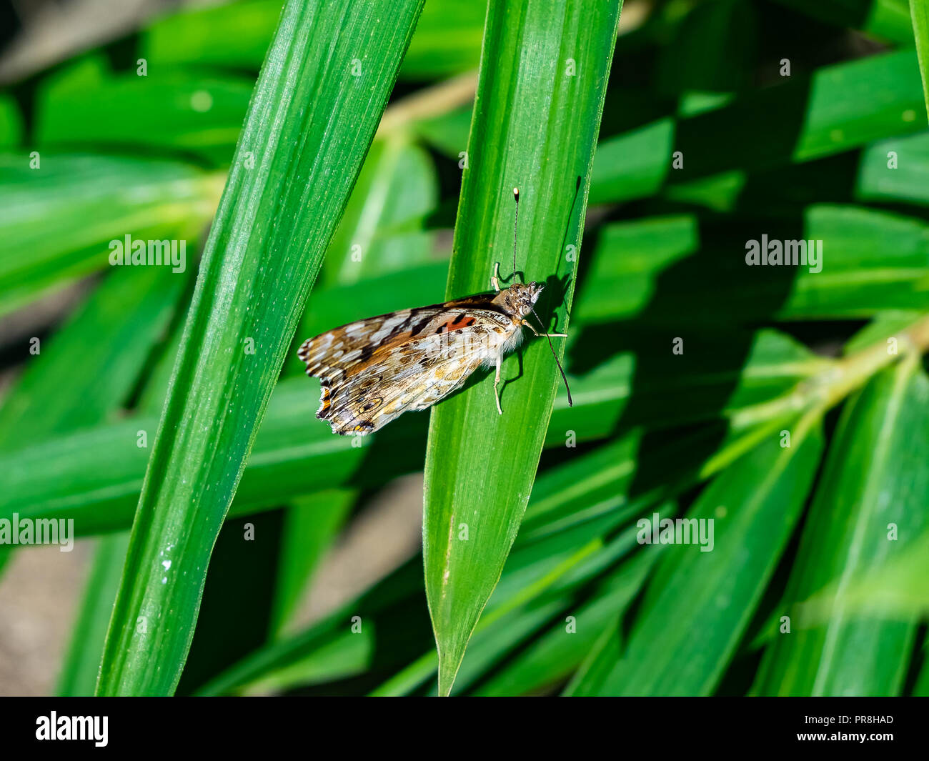 Japanese garden riverside park in hi-res stock photography and images ...