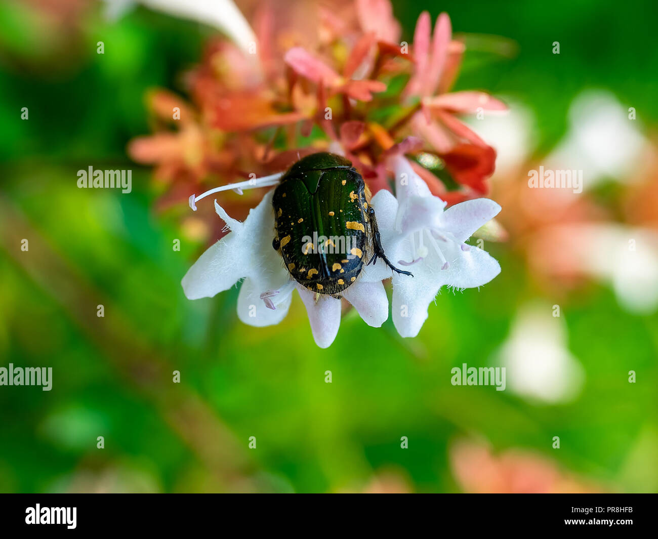 A small Japanese chafer beetle feeds from small white flowers in a ...