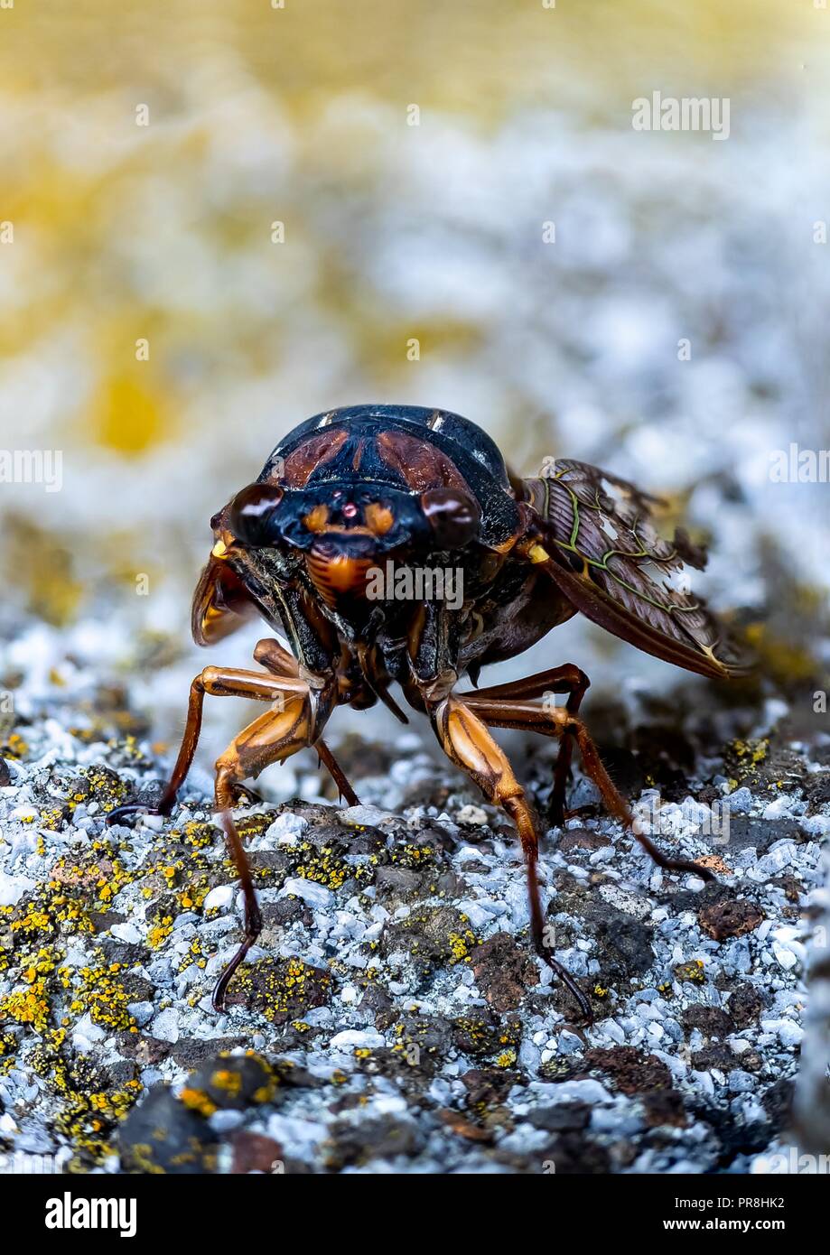 A cicada climbs up a stone wall alongside a park in central Kanagawa ...