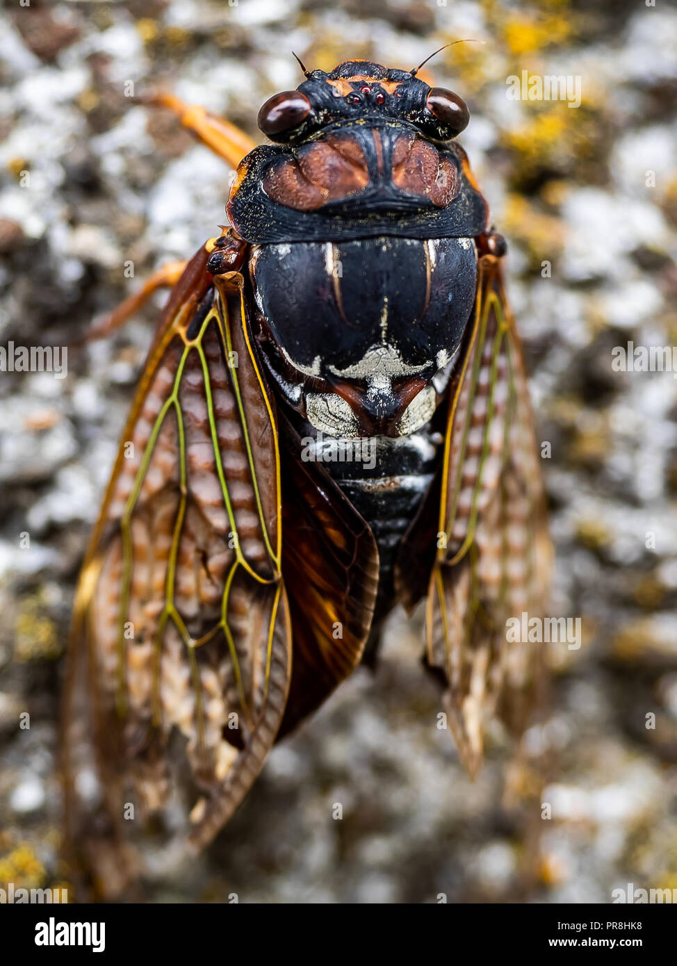 A cicada climbs up a stone wall alongside a park in central Kanagawa ...