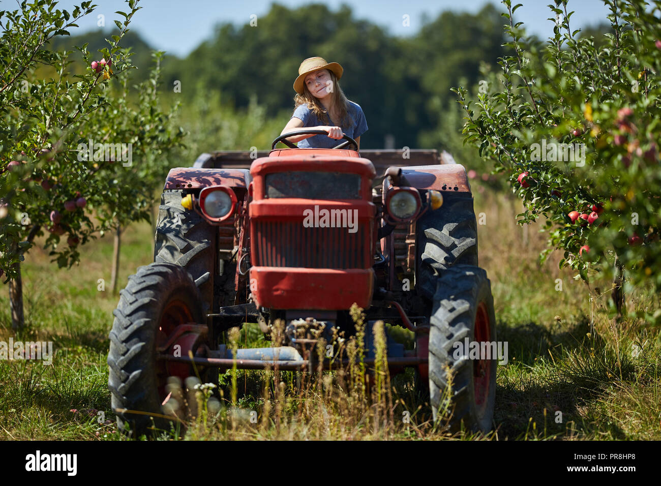 Young farmer woman driving her tractor and trailer through apple ...
