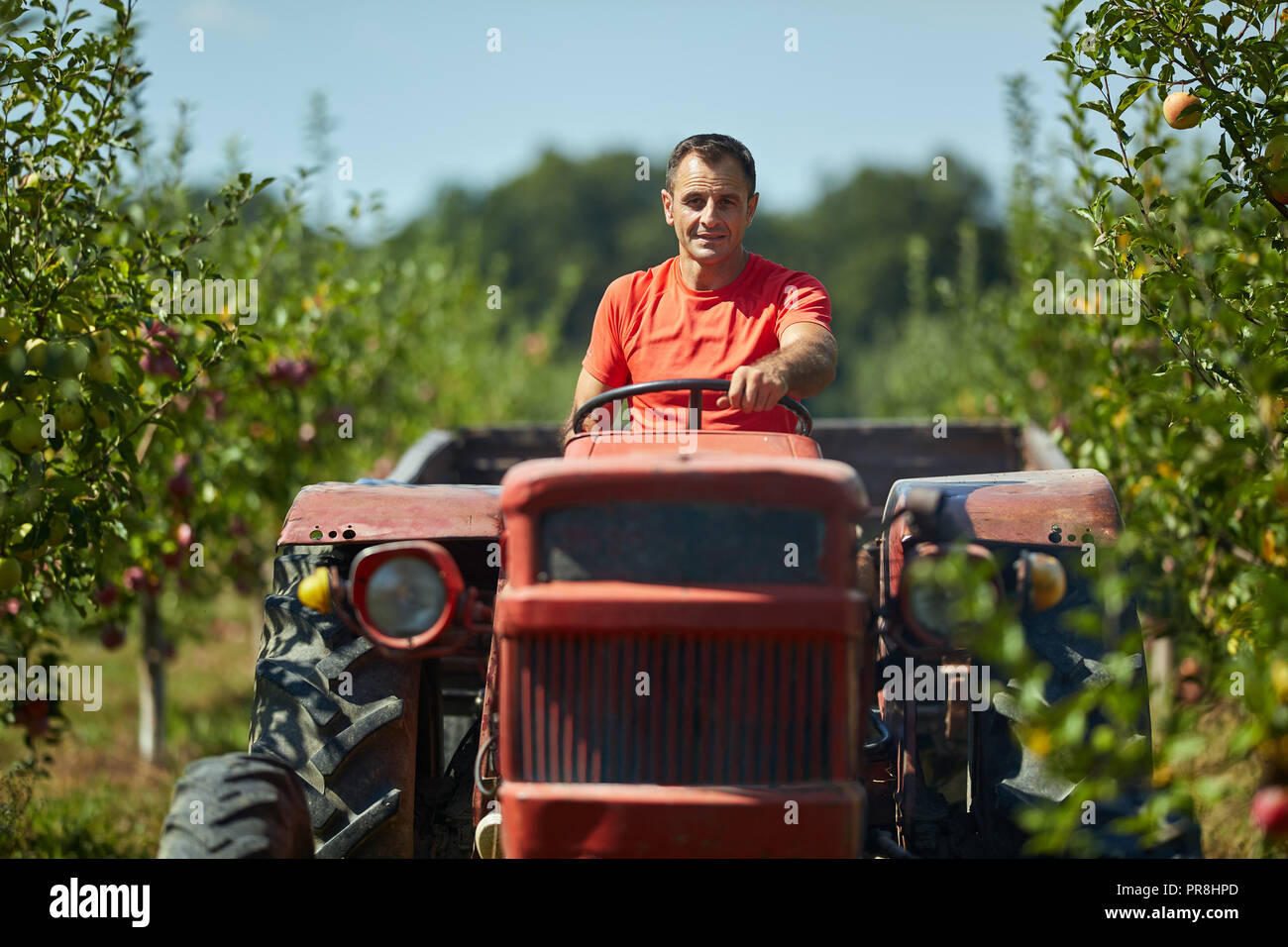 Middle age man driving his tractor through the apple orchard Stock ...