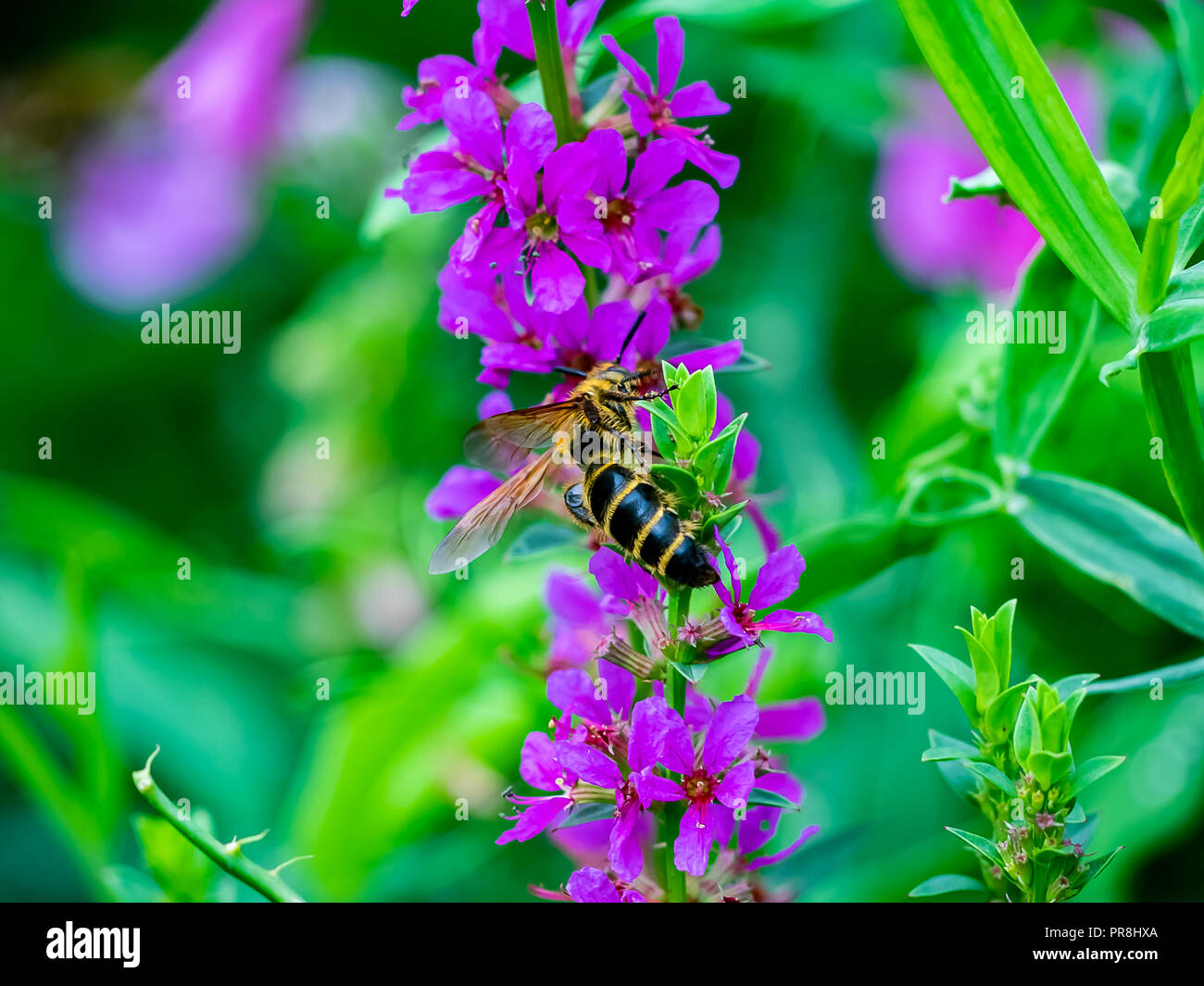 A Japanese honeybee feeds from a flower beside a river in central ...