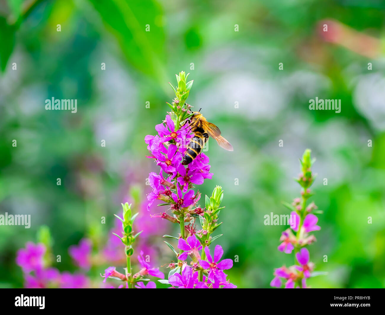 A Japanese honeybee feeds from a flower beside a river in central ...