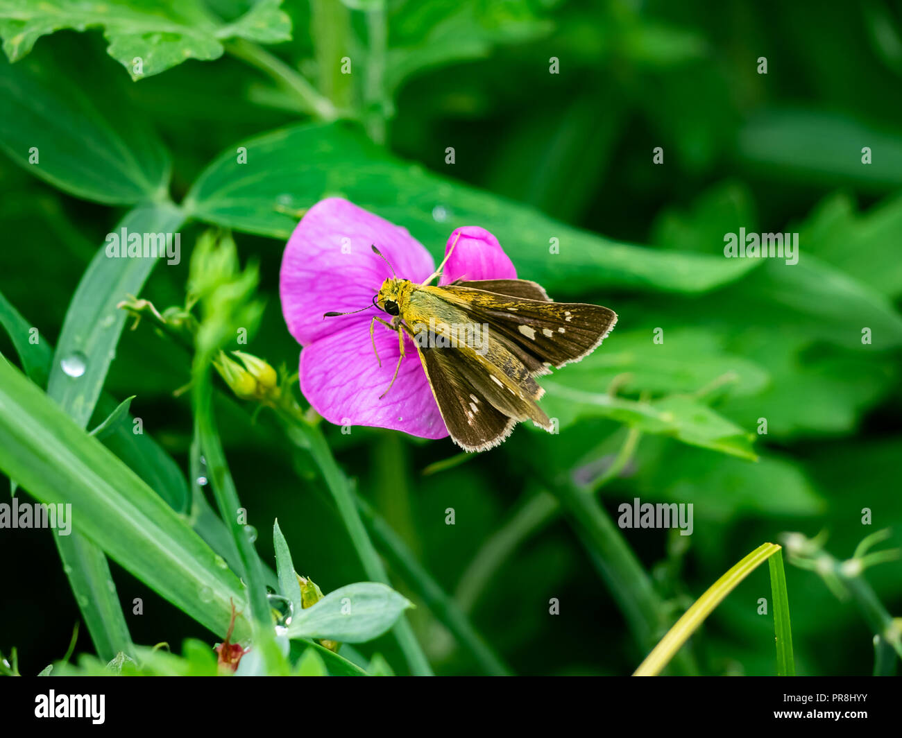A grass skipper butterfly feeds from small wildflowers along a ...