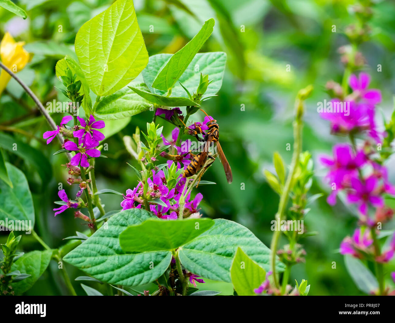 A Japanese paper wasp feeds from wildflowers beside a river in Kanagawa ...
