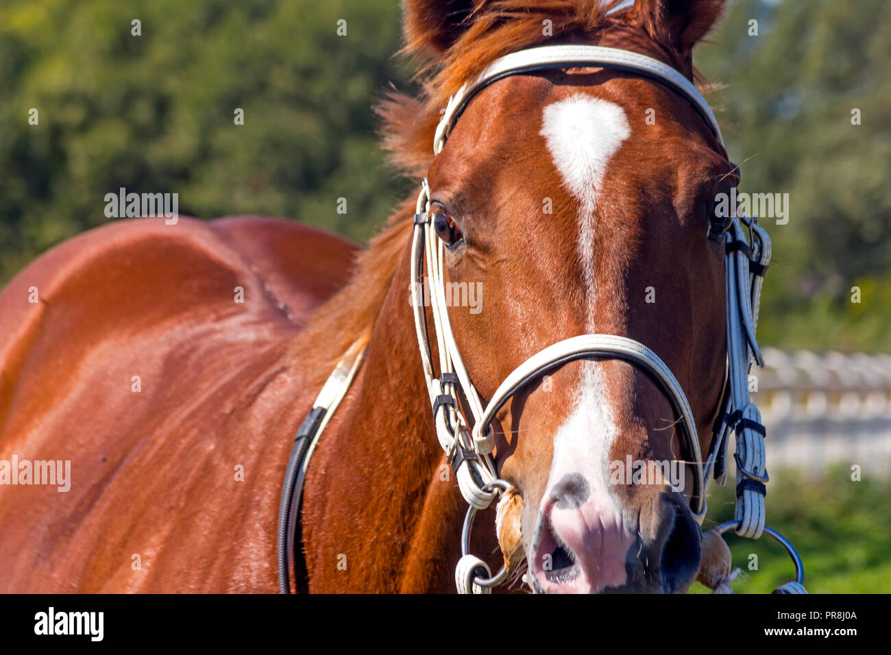 Portrait of the thoroughbred English horse Stock Photo - Alamy