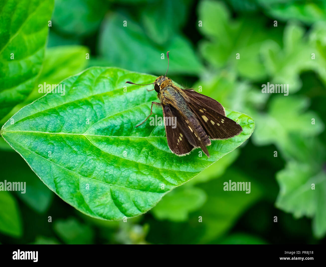 A grass skipper butterfly rests on a leaf while it feeds from small ...