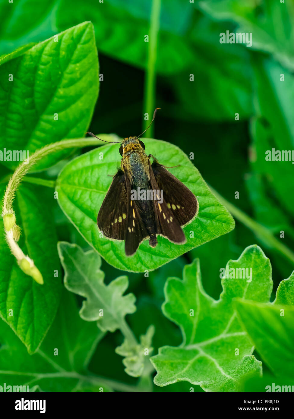A grass skipper butterfly rests on a leaf while it feeds from small ...