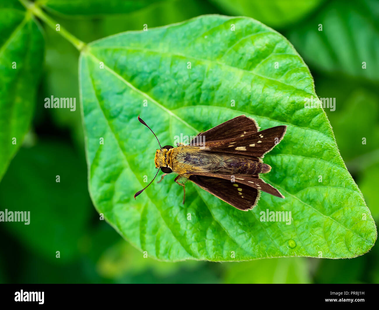 A grass skipper butterfly rests on a leaf while it feeds from small ...