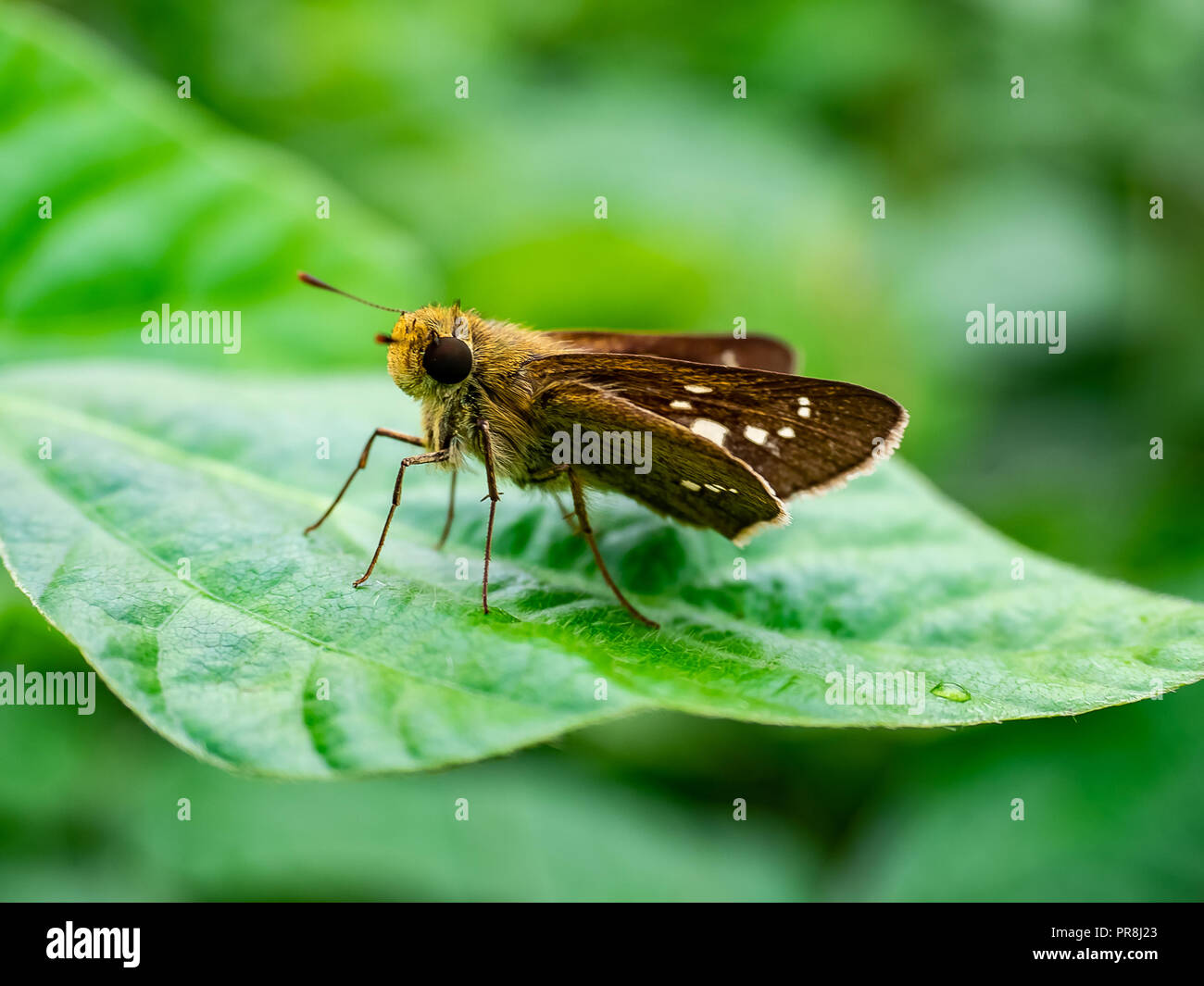 A grass skipper butterfly rests on a leaf while it feeds from small ...
