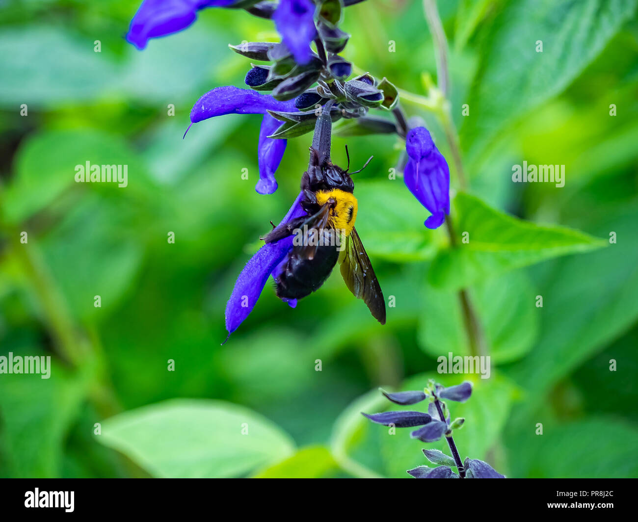 A large Japanese carpenter bee, a typle of bumble bee, feeds from ...