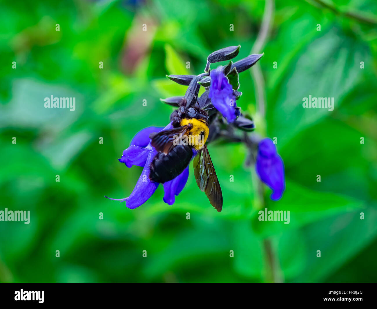 A large Japanese carpenter bee, a typle of bumble bee, feeds from ...
