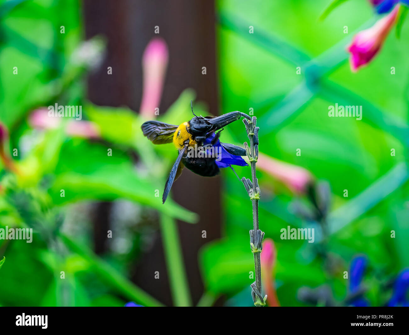A large Japanese carpenter bee, a typle of bumble bee, feeds from ...
