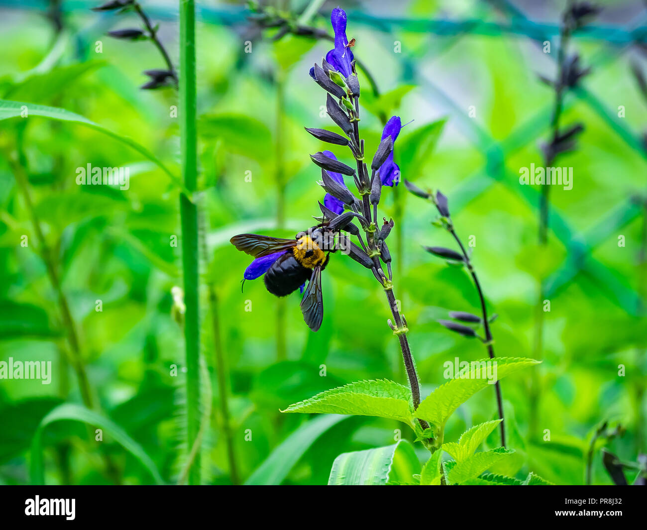 A large Japanese carpenter bee, a typle of bumble bee, feeds from ...