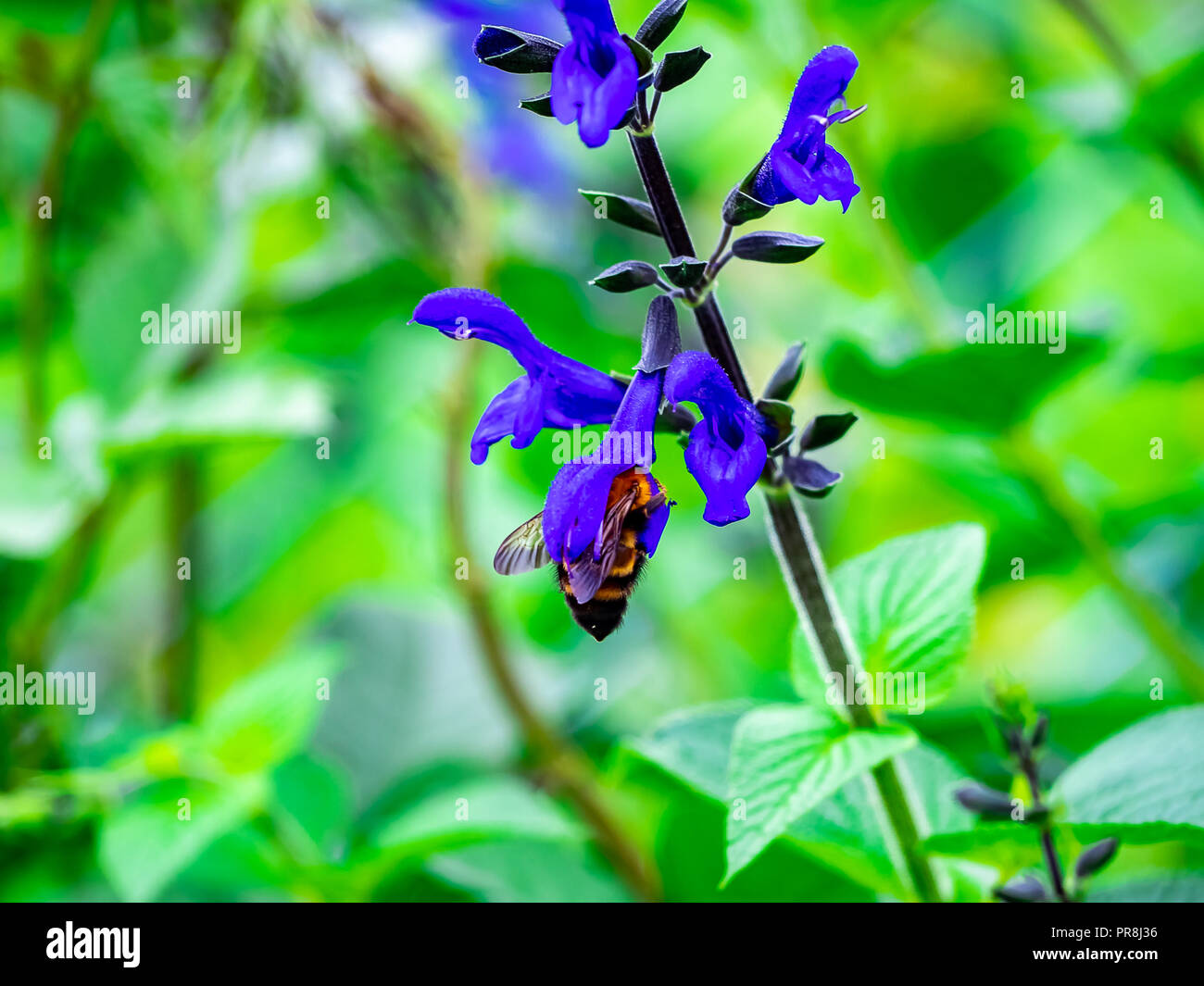 A large Japanese carpenter bee, a typle of bumble bee, feeds from ...