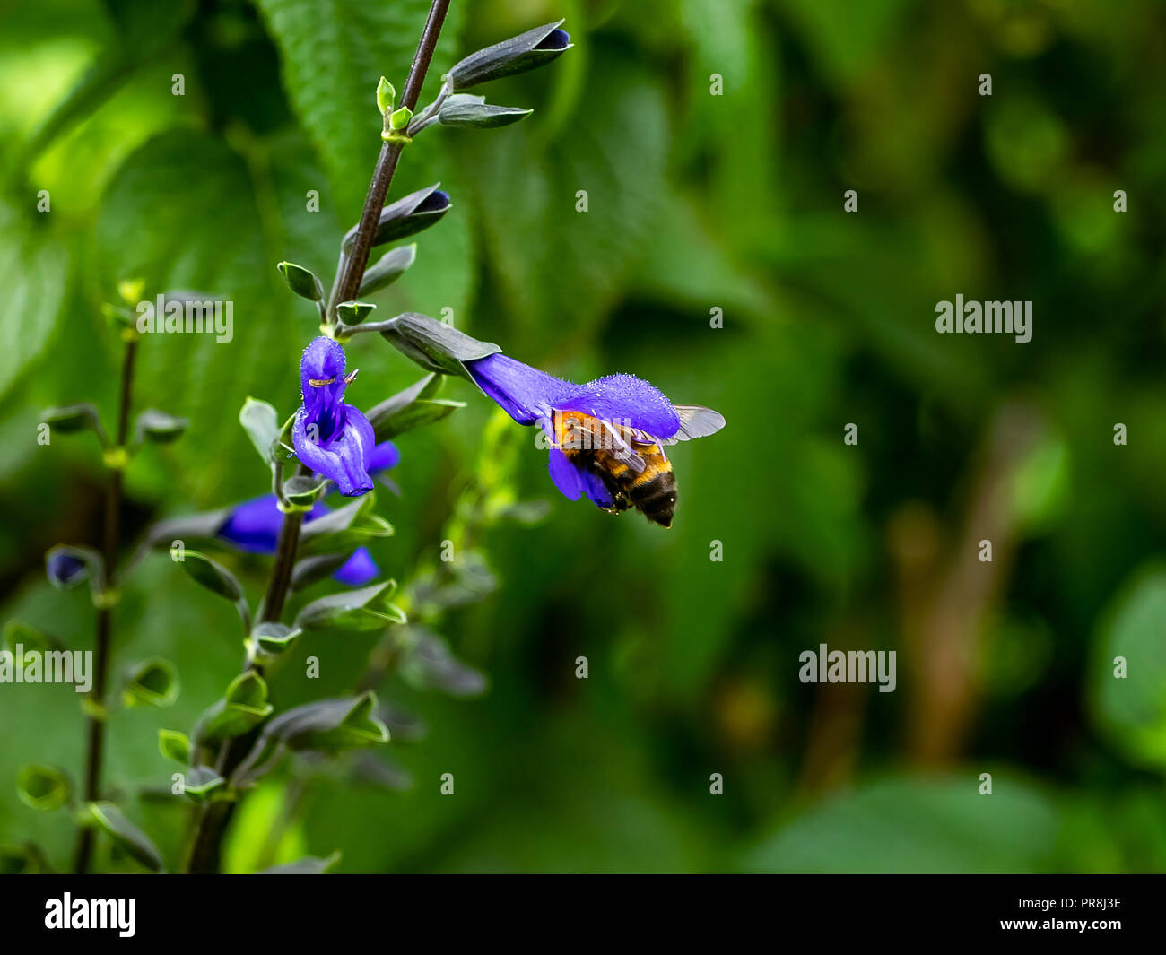 A large Japanese carpenter bee, a typle of bumble bee, feeds from ...
