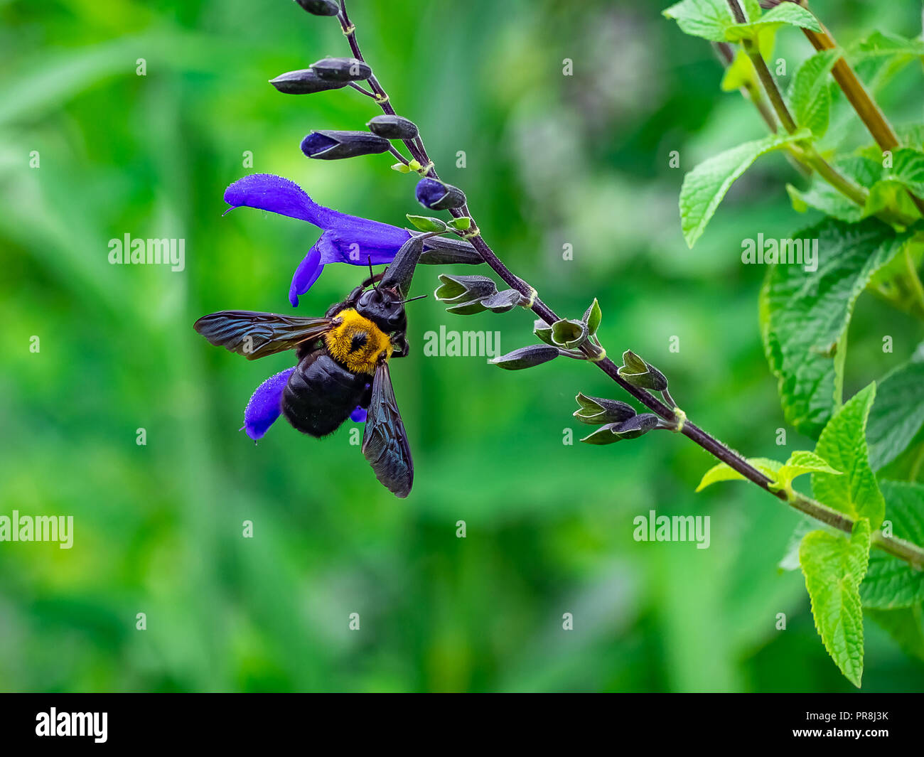 A large Japanese carpenter bee, a typle of bumble bee, feeds from ...
