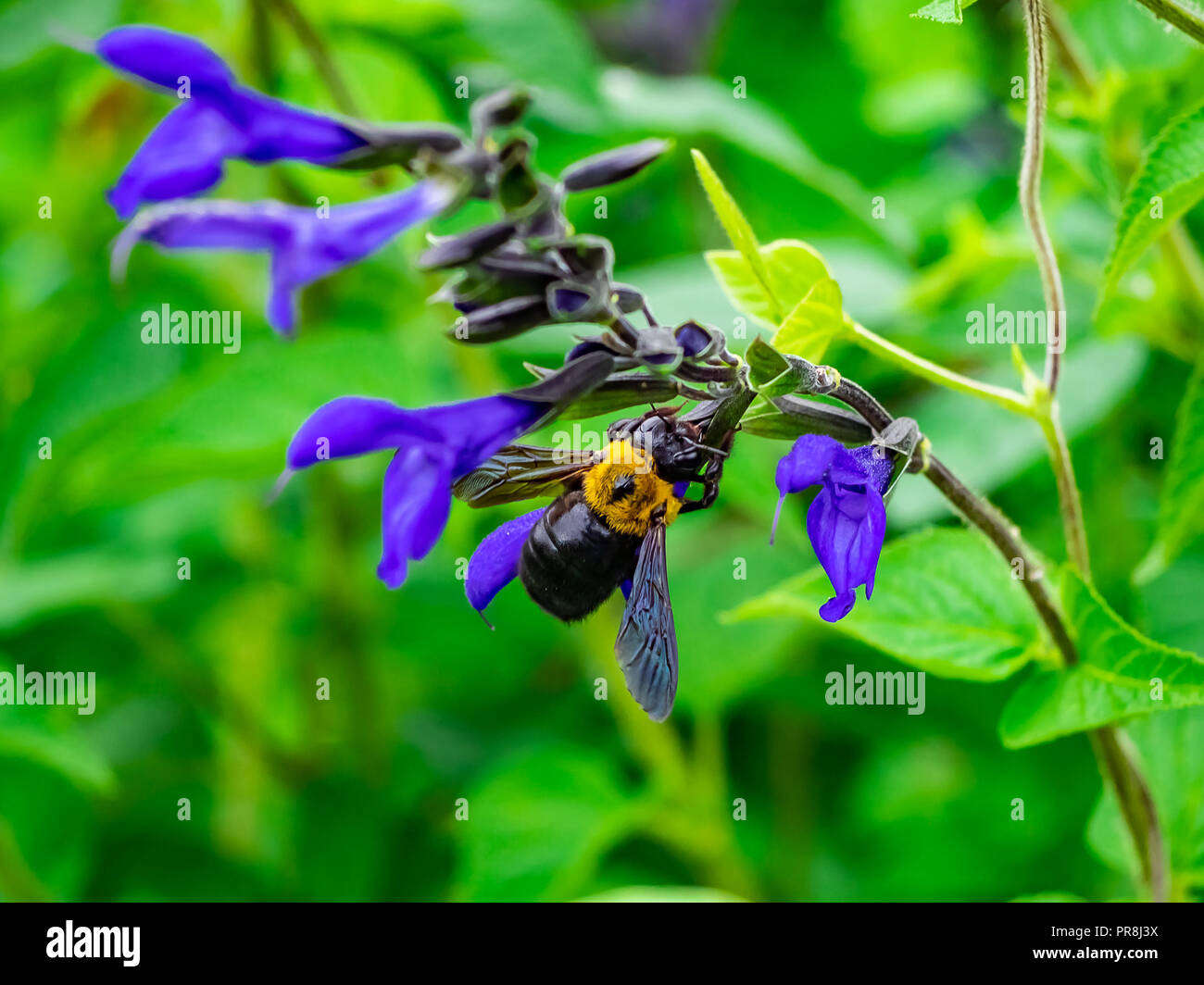 A large Japanese carpenter bee, a typle of bumble bee, feeds from ...