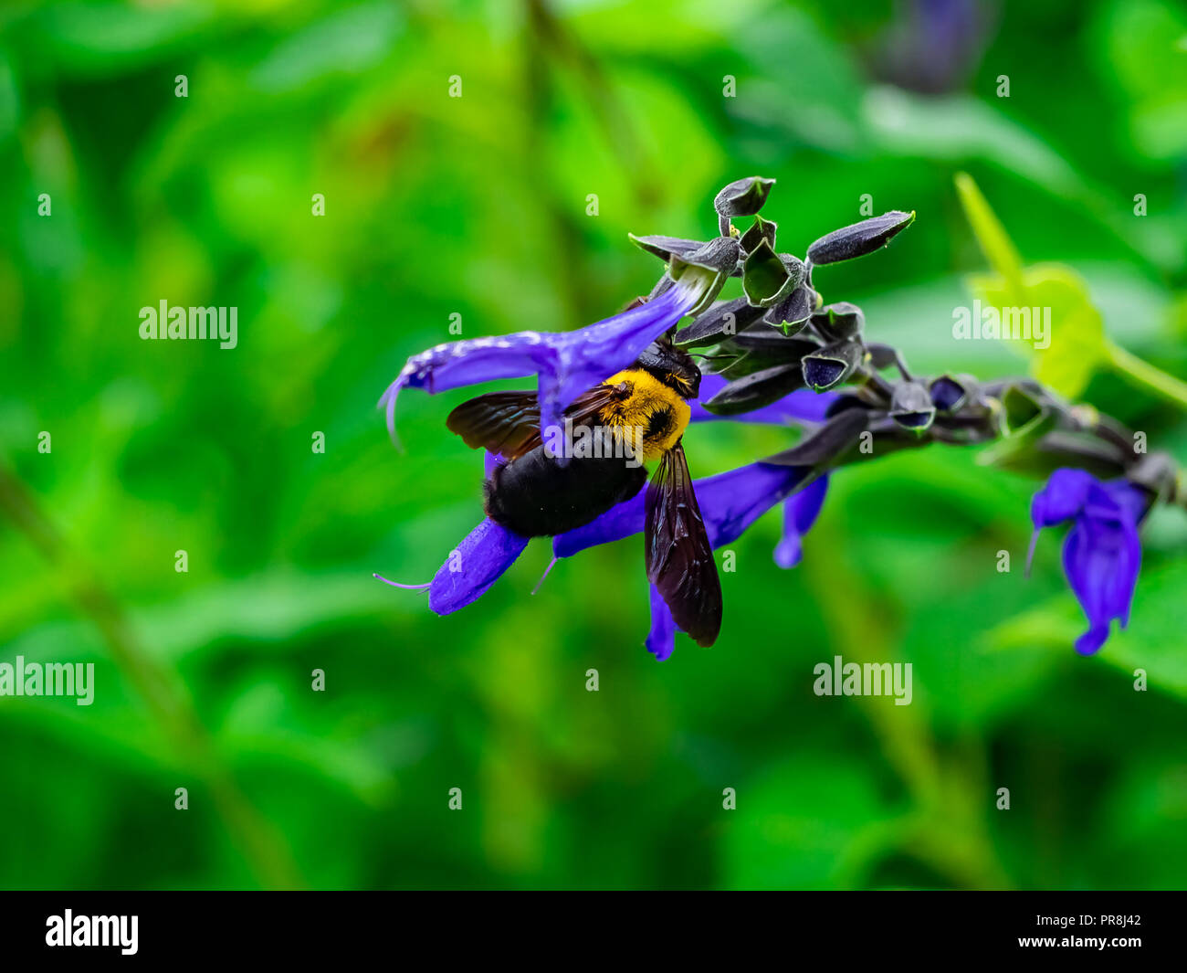 A large Japanese carpenter bee, a typle of bumble bee, feeds from ...
