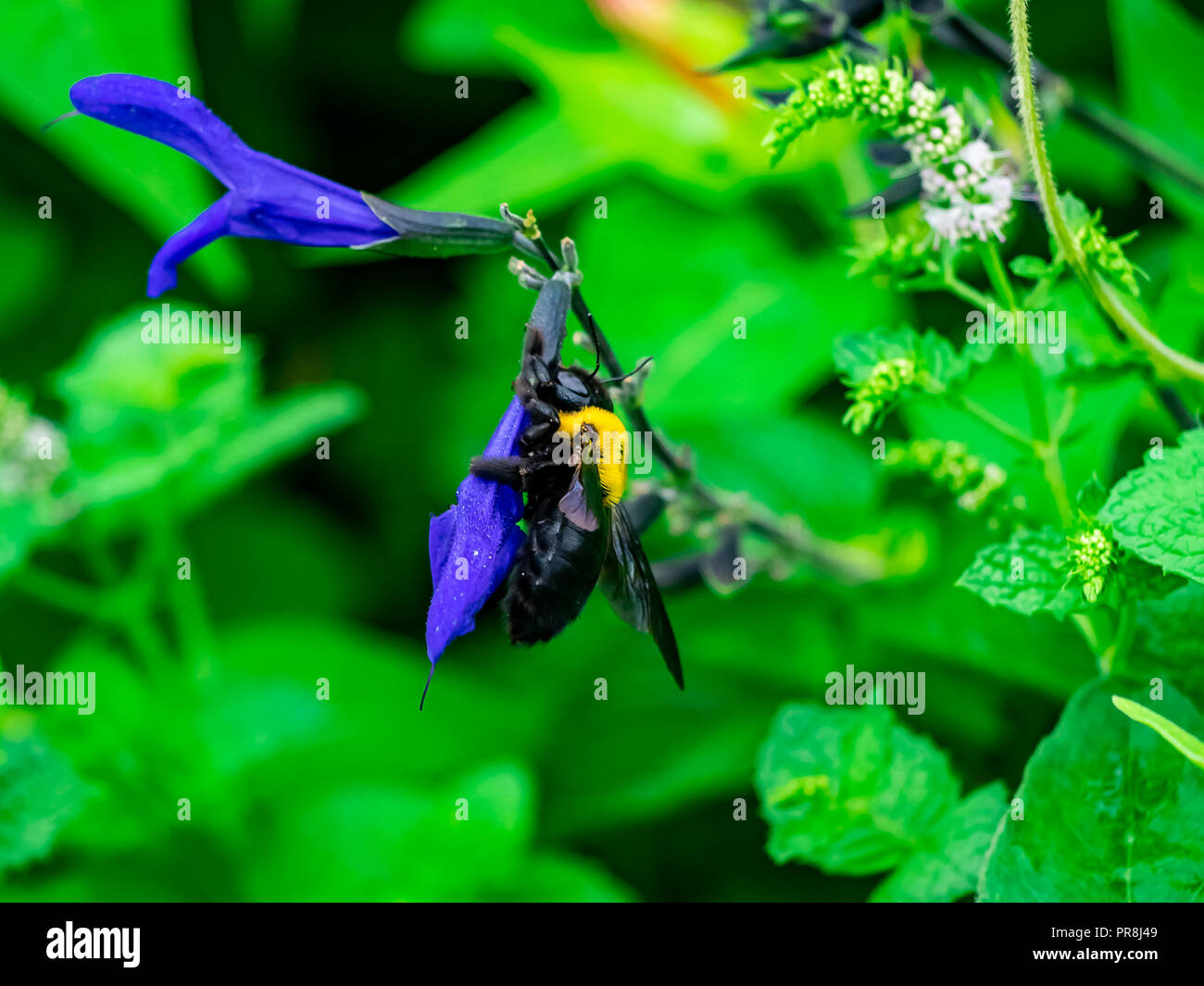 A large Japanese carpenter bee, a typle of bumble bee, feeds from ...