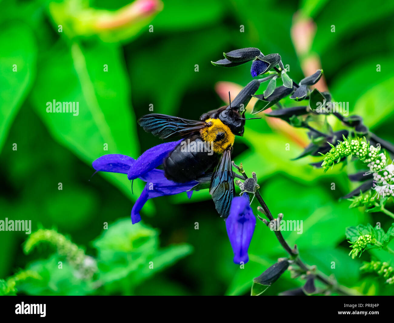 A large Japanese carpenter bee, a type of bumble bee, feeds from ...