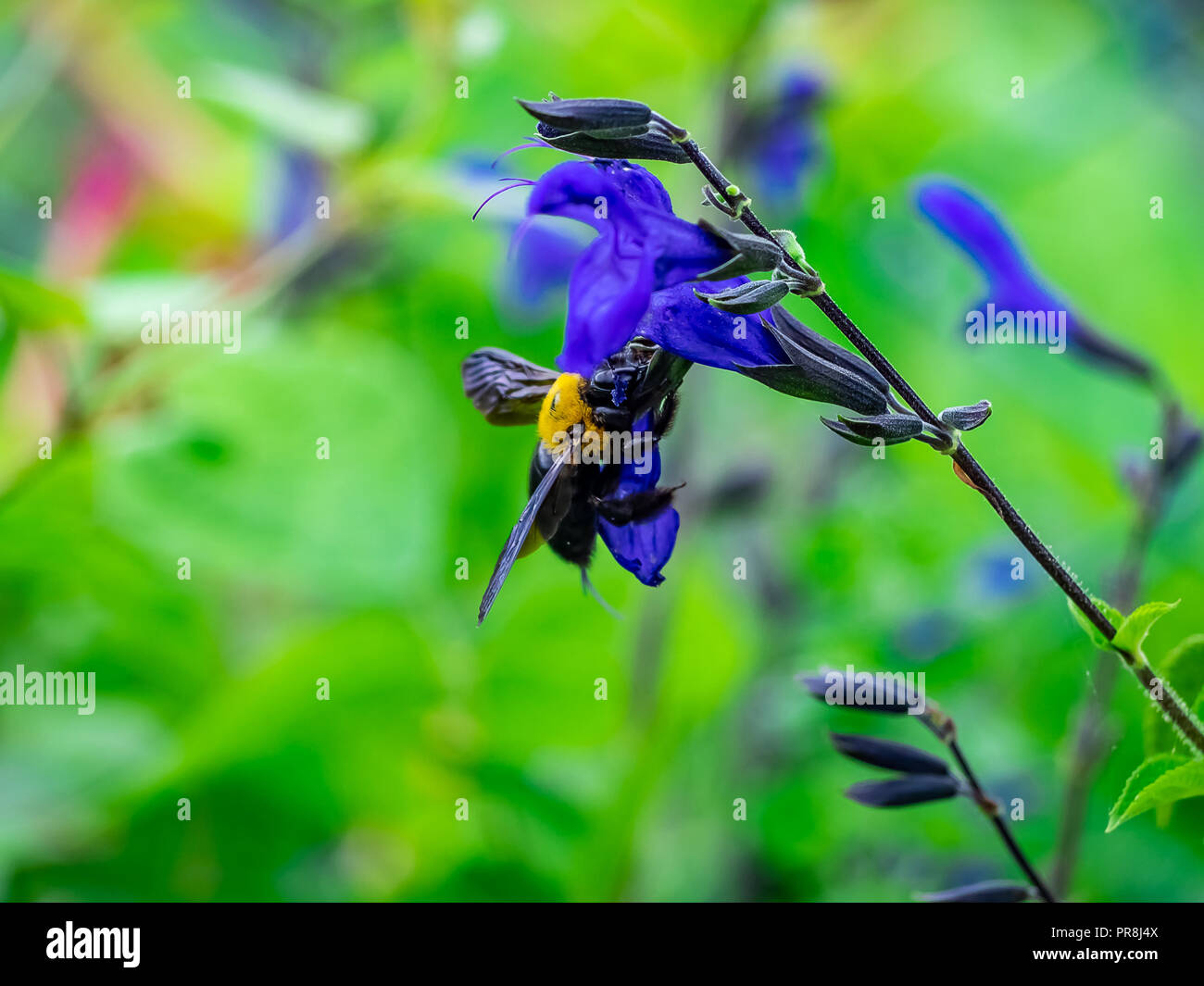A large Japanese carpenter bee, a type of bumble bee, feeds from ...