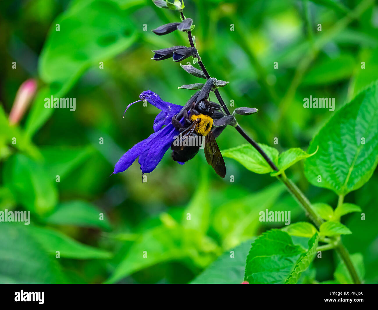 A large Japanese carpenter bee, a type of bumble bee, feeds from ...