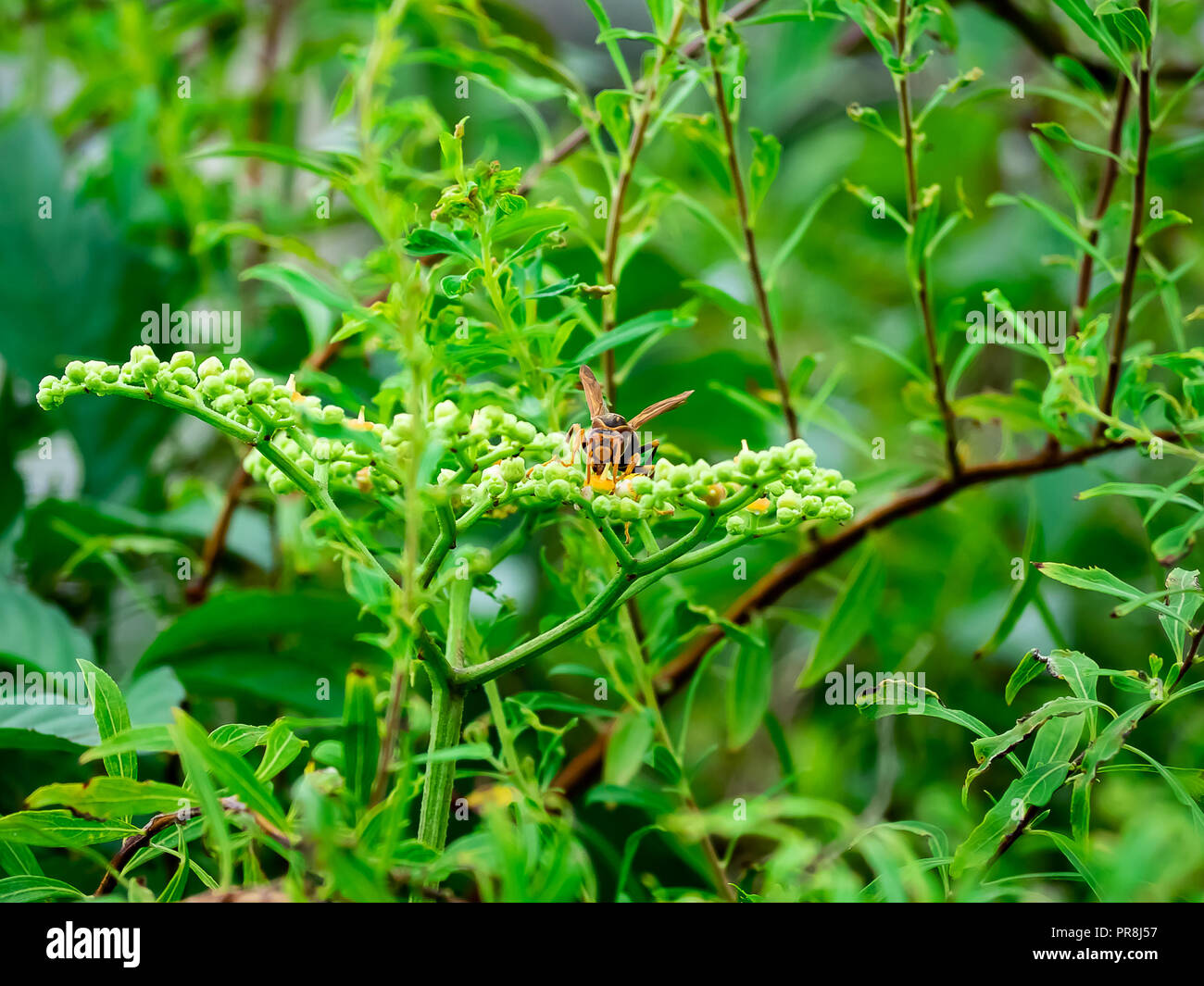 A Japanese paper wasp feeds from wildflowers beside a river in Kanagawa ...