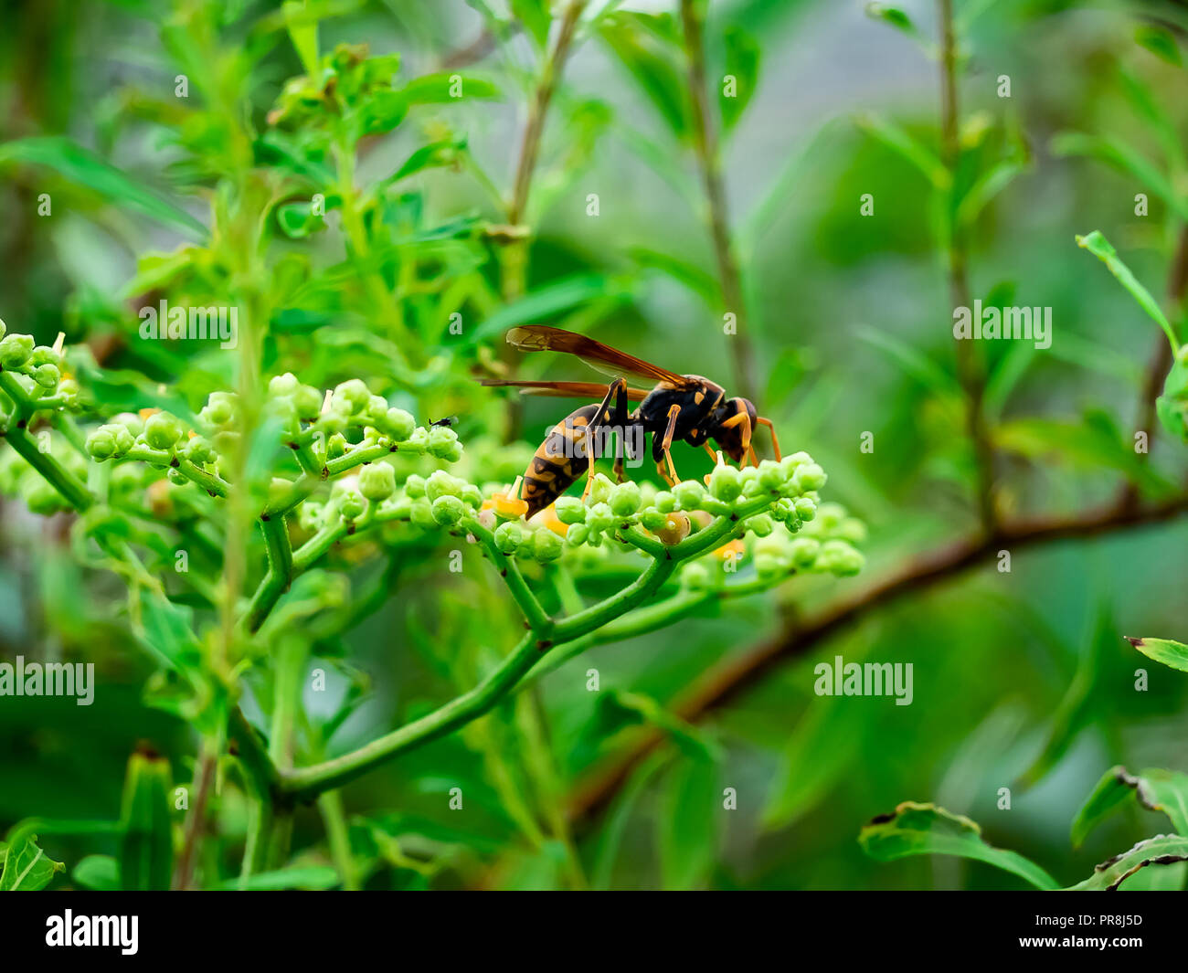 A Japanese paper wasp feeds from wildflowers beside a river in Kanagawa ...