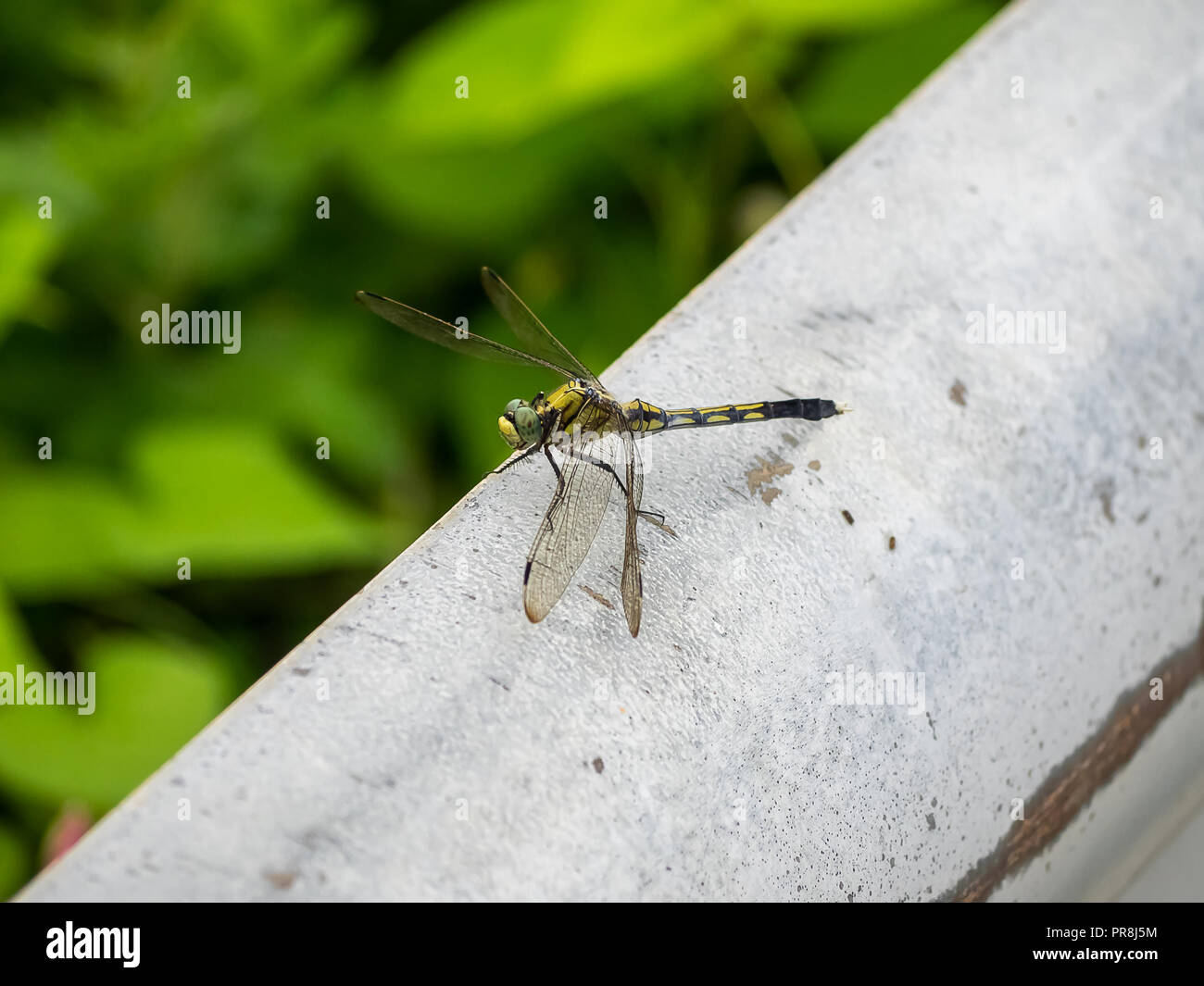 Whitetailed skimmer hi-res stock photography and images - Alamy