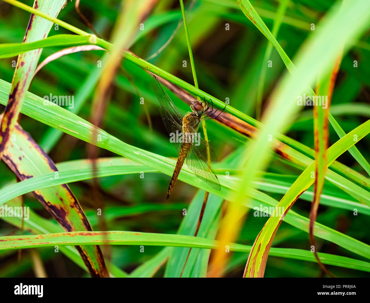 a female glider dragonfly sits perched on long grasses along a walking ...
