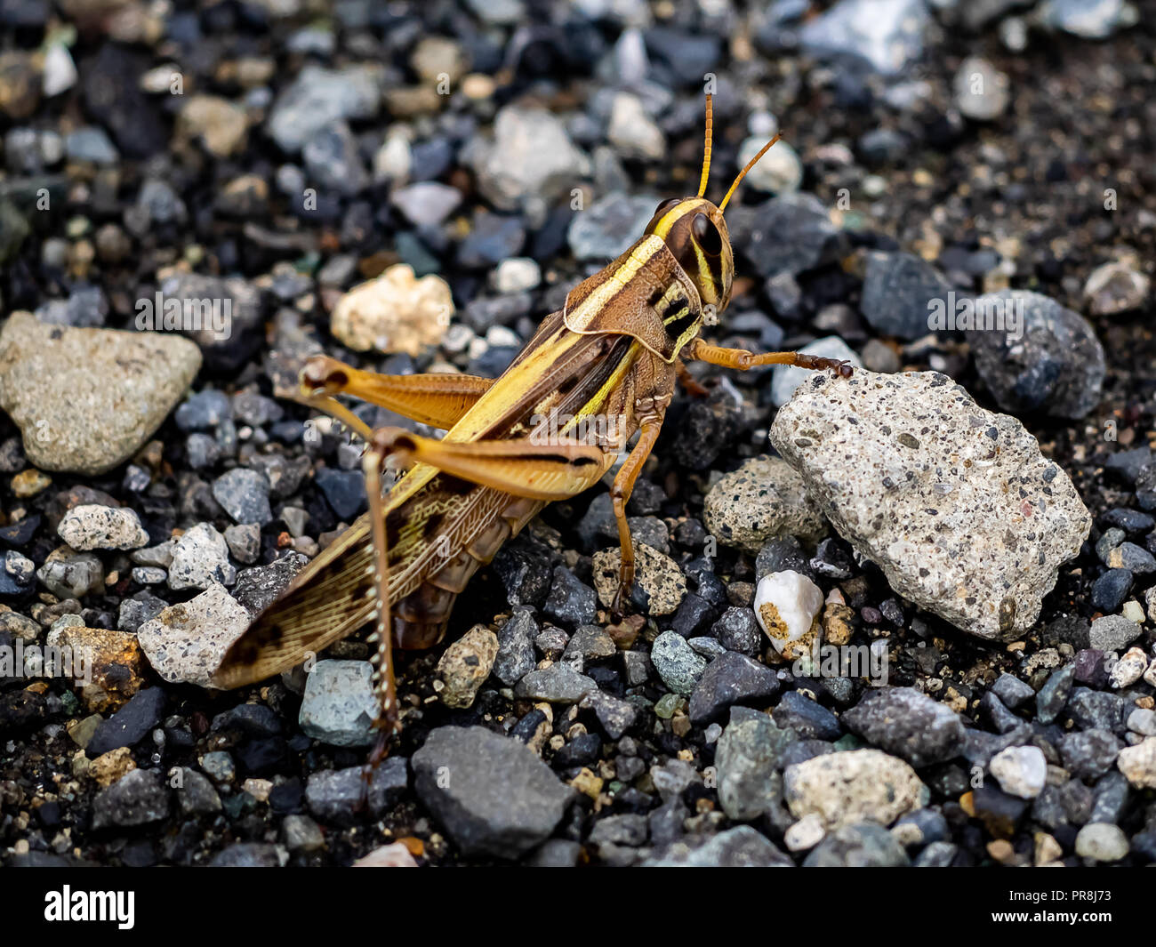 A large Japanese grasshopper sits amonth the gravel in a small walking ...