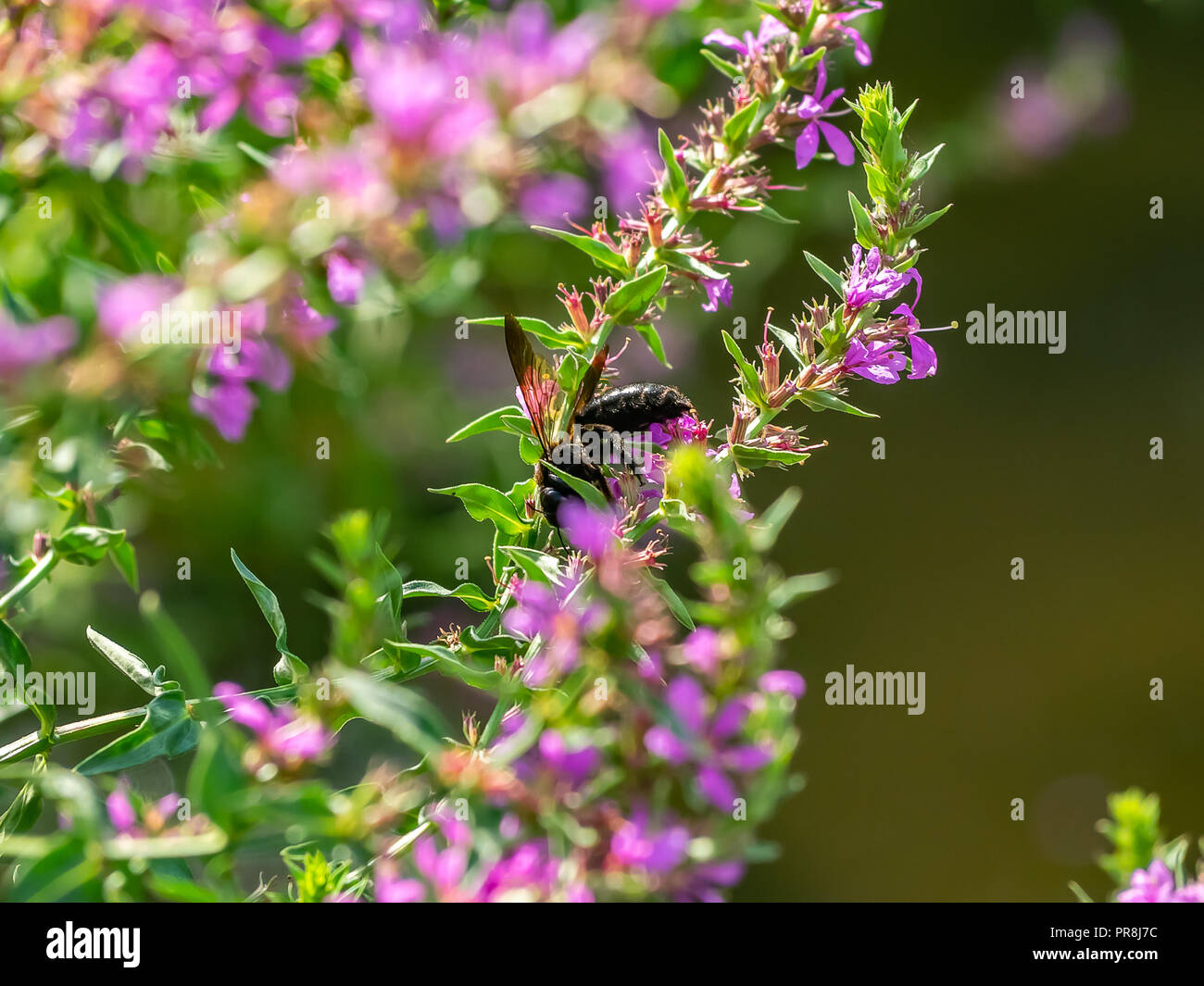 A large Japanese carpenter bee, a type of bumble bee, feeds from ...
