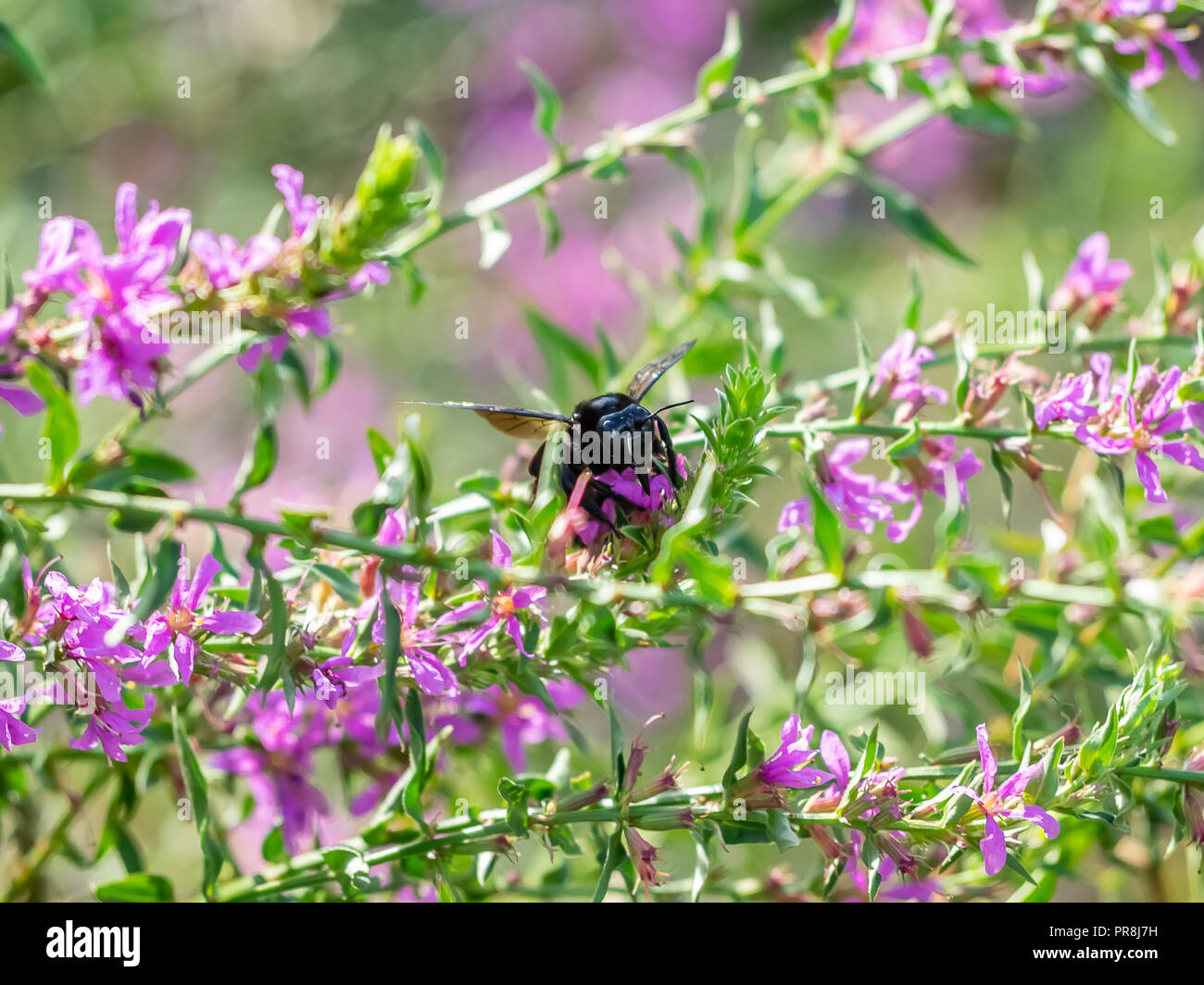 A large Japanese carpenter bee, a type of bumble bee, feeds from ...