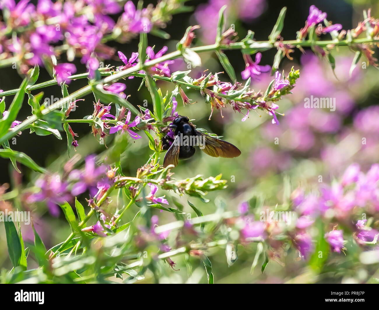 A large Japanese carpenter bee, a type of bumble bee, feeds from ...