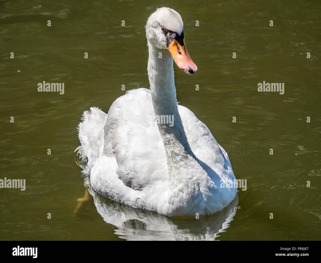 A swan swims in a small pond in a park in Sagamihara, Kanagawa ...