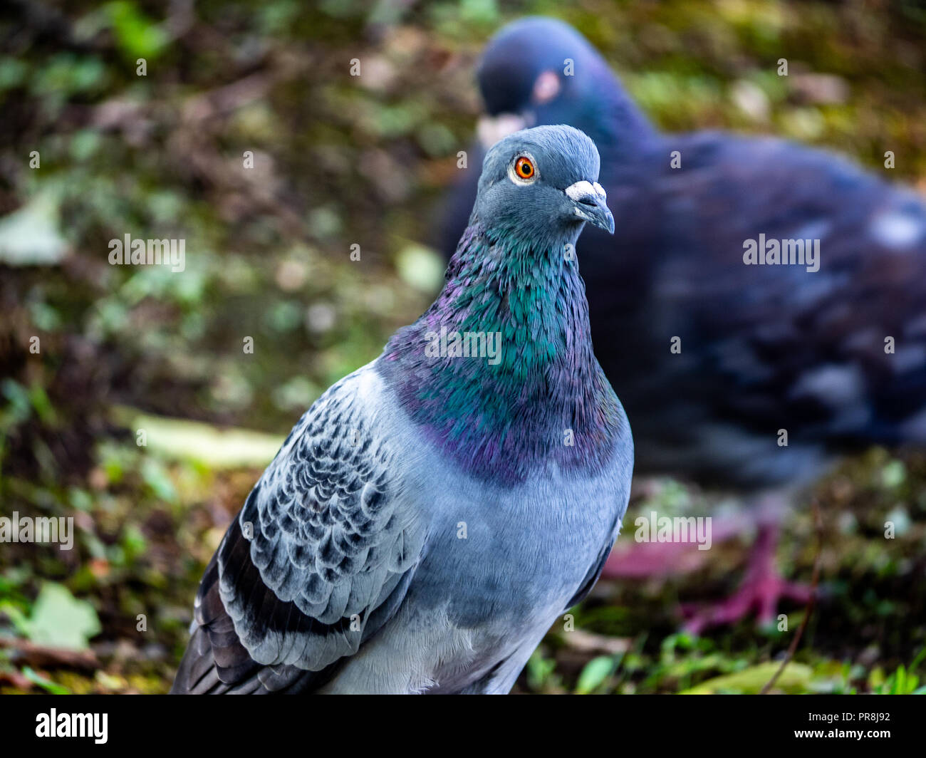 A pigeon sits on a hill in a park in Sagamihara, Japan Stock Photo - Alamy