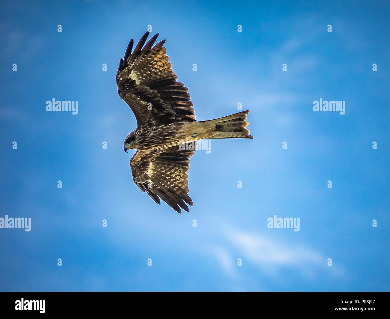 A Japanese black kite circles over the Sagami River near Ebina, Japan ...